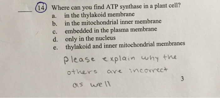 Solved 14) Where can you find ATP synthase in a plant cell? | Chegg.com