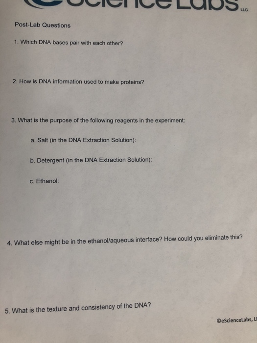 Solved LLC Post-Lab Questions 1. Which DNA bases pair with | Chegg.com