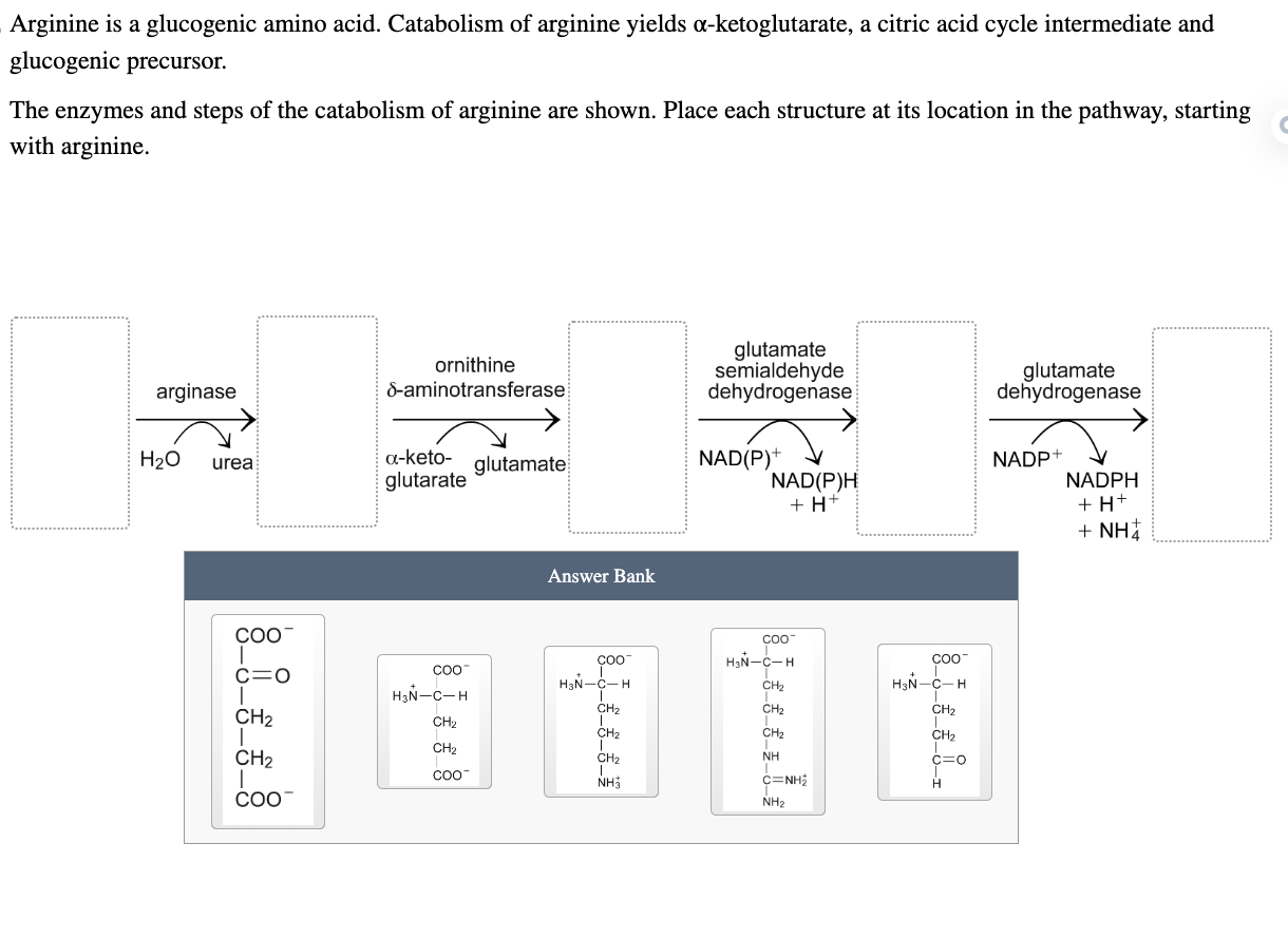 Solved Arginine is a glucogenic amino acid. Catabolism of | Chegg.com