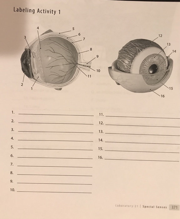 Solved Labeling Activity 1 12 13 14 10 15 16 12. 13 14. 15. | Chegg.com