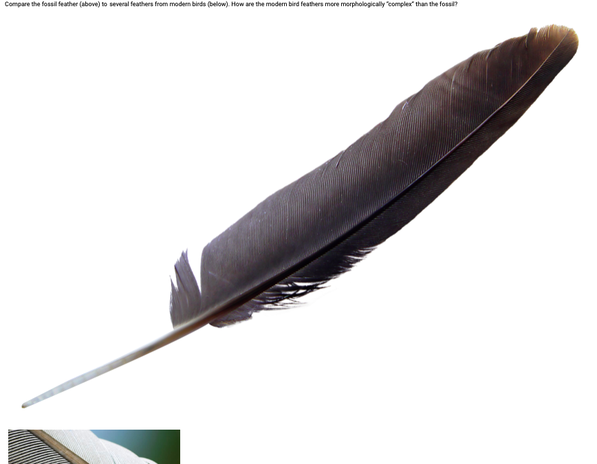 Solved This is a fossil feather (scale bar is 25mm). Is that | Chegg.com