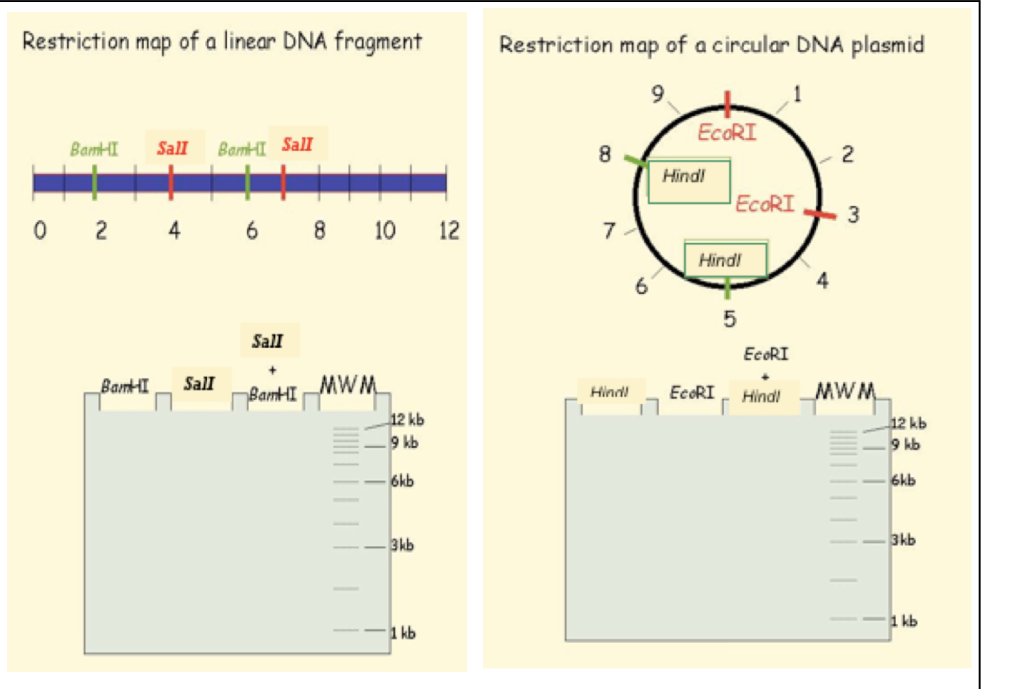 Solved 1. Figure 6 (left side) shows a linear DNA fragment | Chegg.com