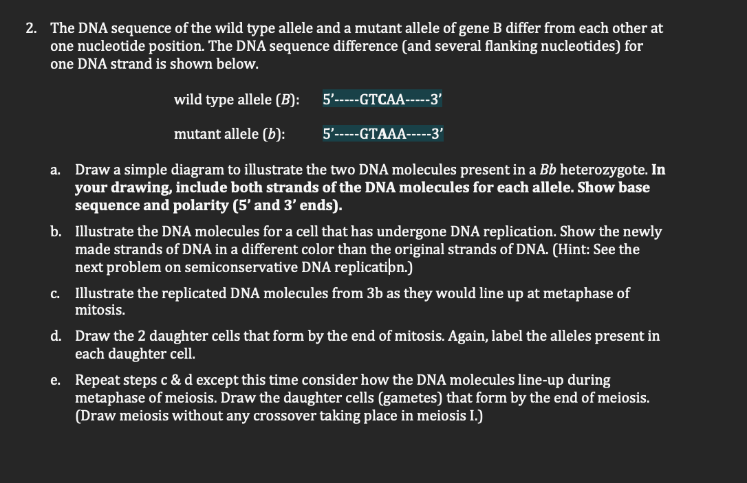 Solved The DNA sequence of ﻿the wild type allele and a | Chegg.com