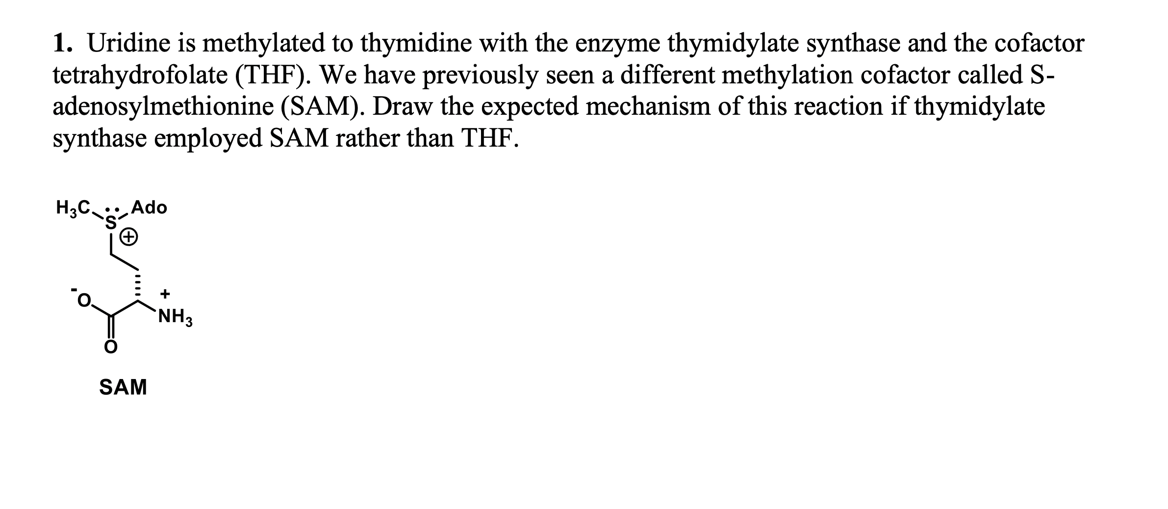 Solved 1. Uridine is methylated to thymidine with the enzyme | Chegg.com