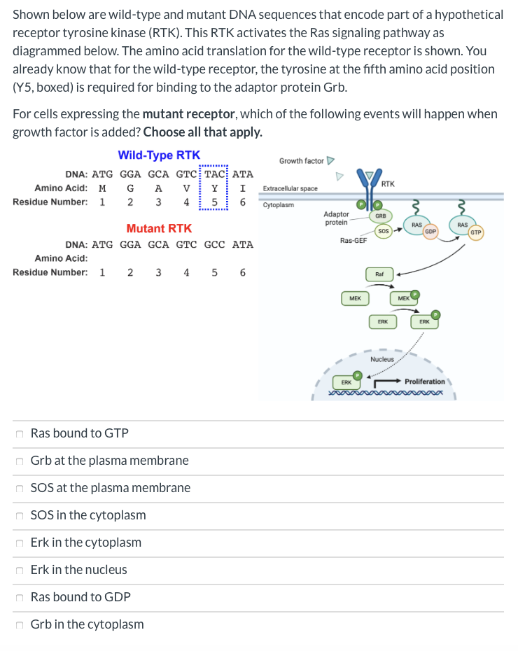 Solved Shown below are wild-type and mutant DNA sequences | Chegg.com