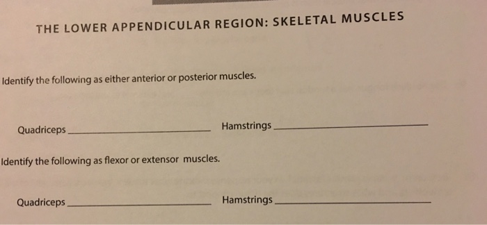 Solved THE LOWER APPENDICULAR REGION: SKELETAL MUSCLES | Chegg.com