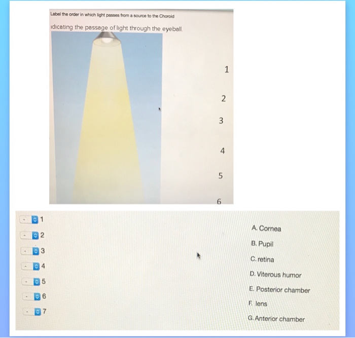 Solved t light passes from a source to the Choroid Label the | Chegg.com