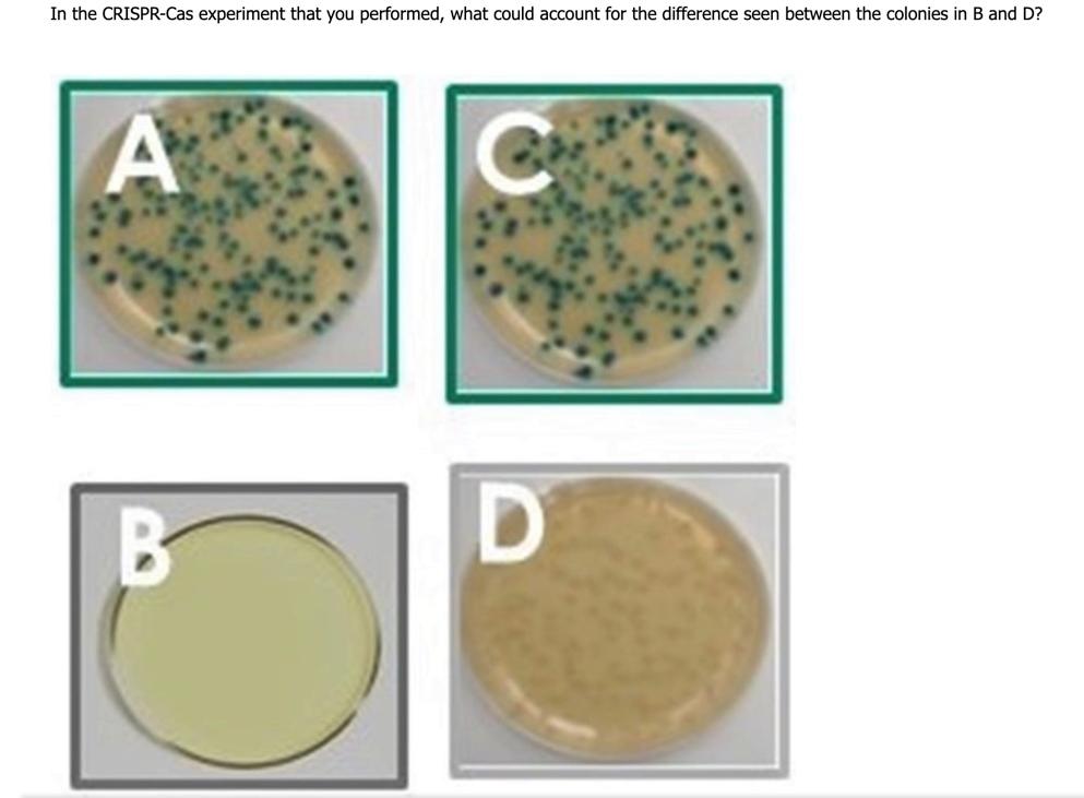 Solved In the CRISPR-Cas experiment that you performed, what | Chegg.com