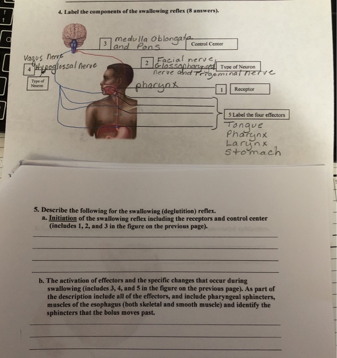 Solved 4、Label the components of the swallowing reflex (8 | Chegg.com