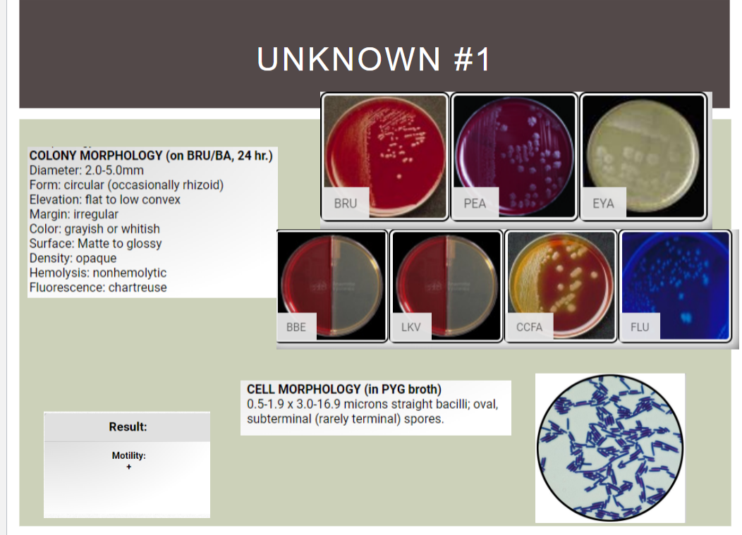 UNKNOWN \#1 COLONY MORPHOLOGY (on BRU/BA, 24 hr.) | Chegg.com