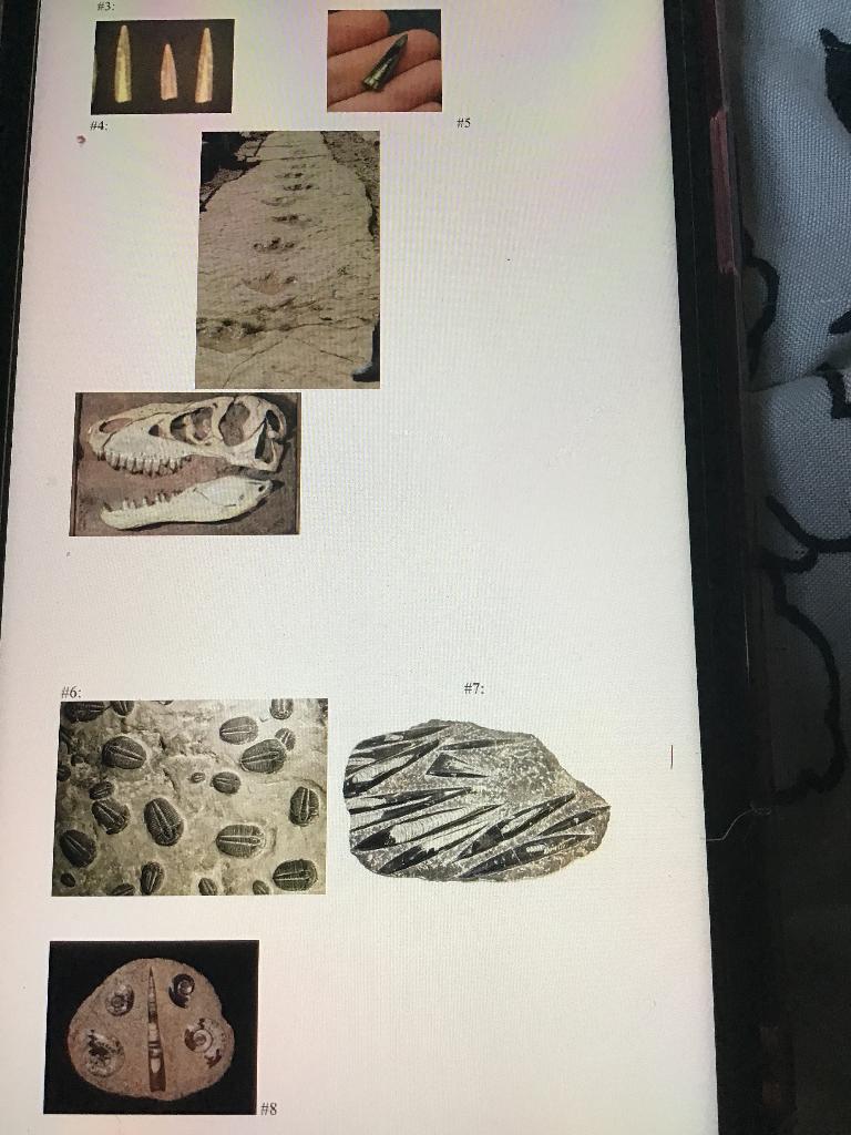 Solved MCC SCI-155 Lab-1 Fossils Section............. Dr. | Chegg.com