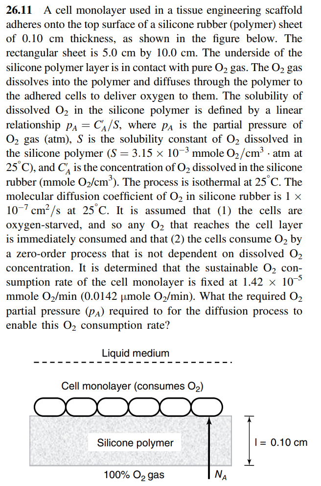 Solved 26.11 A cell monolayer used in a tissue engineering | Chegg.com