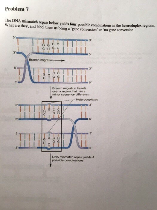 Solved The DNA mismatch repair below yields four possible | Chegg.com