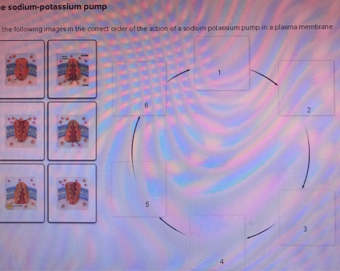 Solved e sodium-potassium pump the following images in the | Chegg.com