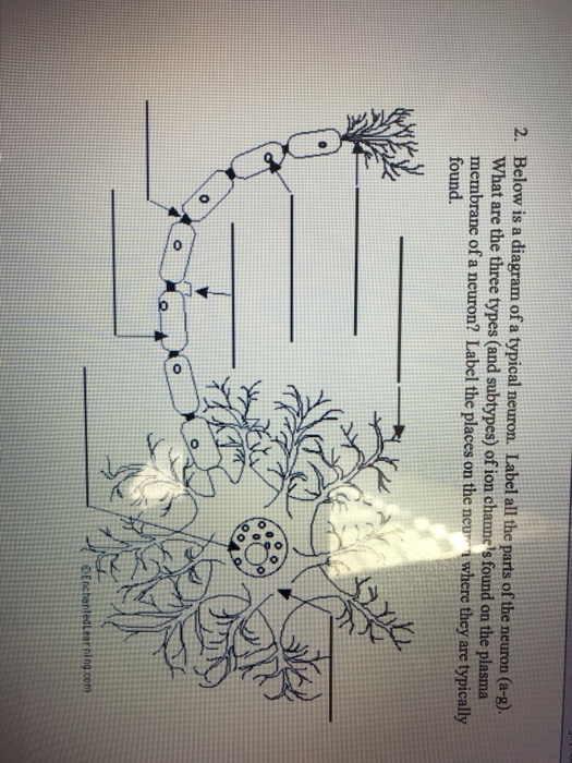 Solved Below is a diagram of a typical neuron. Label all the | Chegg.com