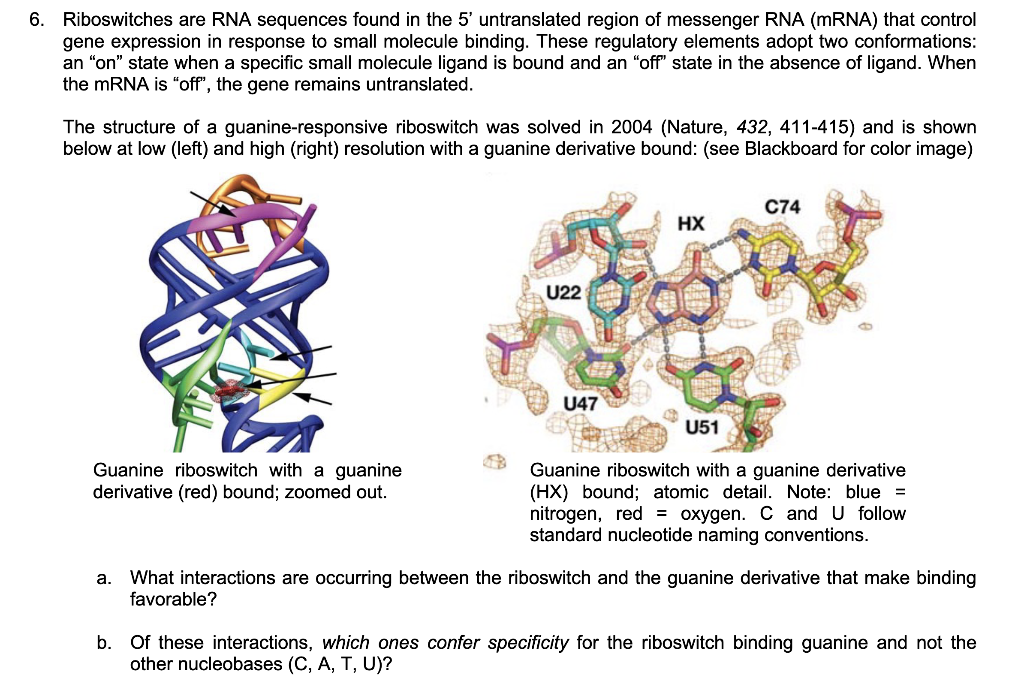 Solved Riboswitches are RNA sequences found in the 5′ | Chegg.com