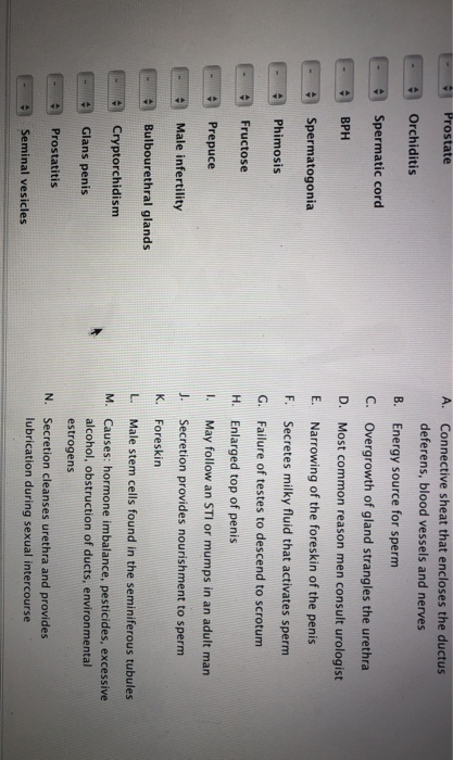 Solved A. Connective sheat that encloses the ductus | Chegg.com
