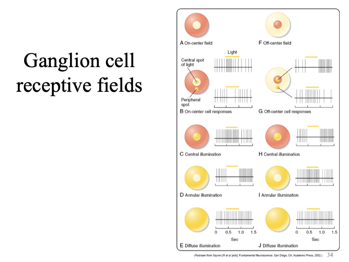 Solved Ganglion cell receptive fields Are roughly circular | Chegg.com