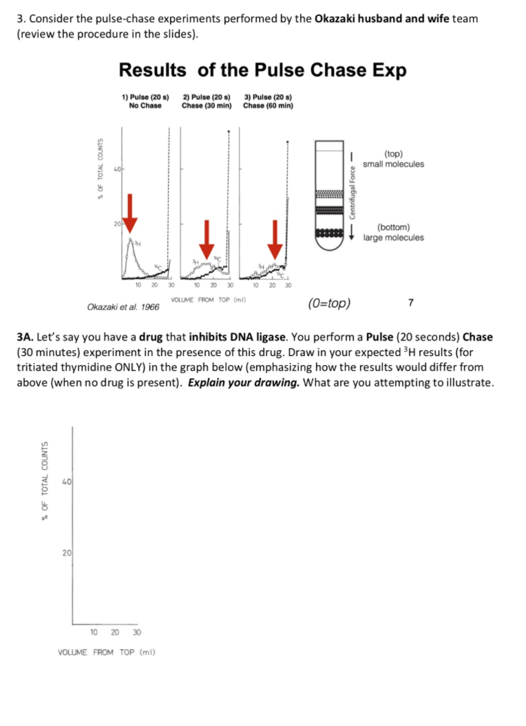 Consider the pulse-chase experiments performed by the | Chegg.com