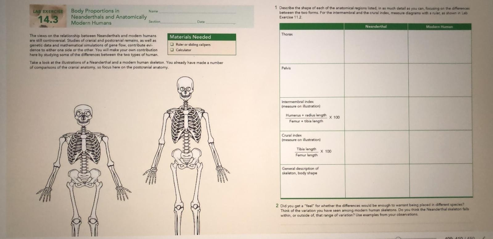 LAS EXERCISE 4.3 Body Proportions in Name | Chegg.com