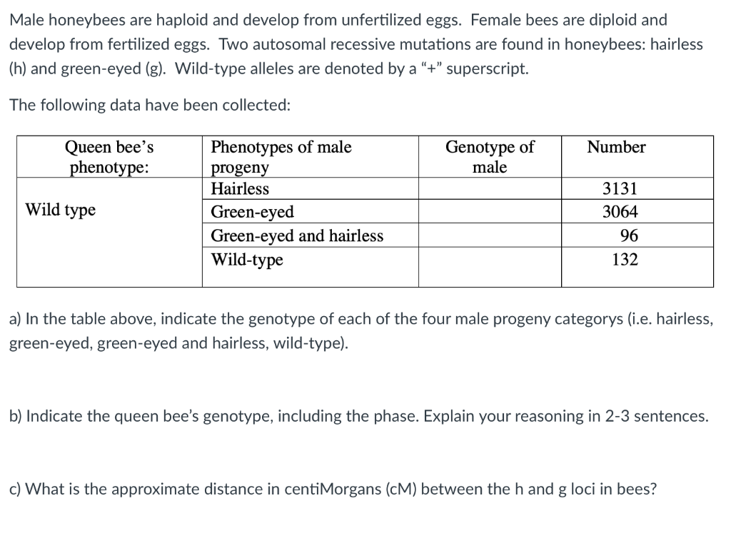 Solved Male honeybees are haploid and develop from | Chegg.com