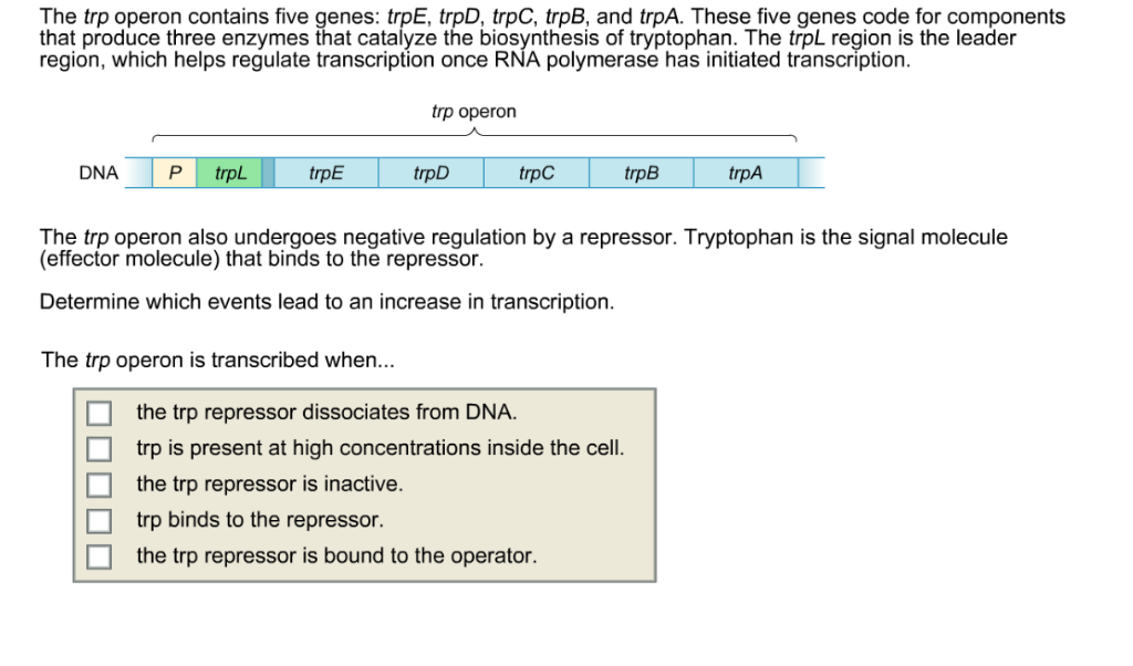 Solved The trp operon contains five genes: trpE, trpD, trpC, | Chegg.com
