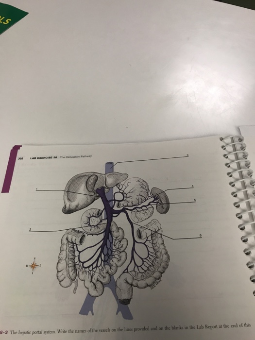 Solved FIGURE 38-2 Major veins of the body. Winite the names | Chegg.com