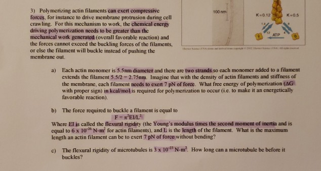 3) Polymerizing actin filaments can exert compressive | Chegg.com