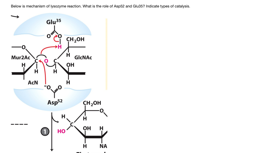 Solved Below is mechanism of lysozyme reaction. What is the | Chegg.com