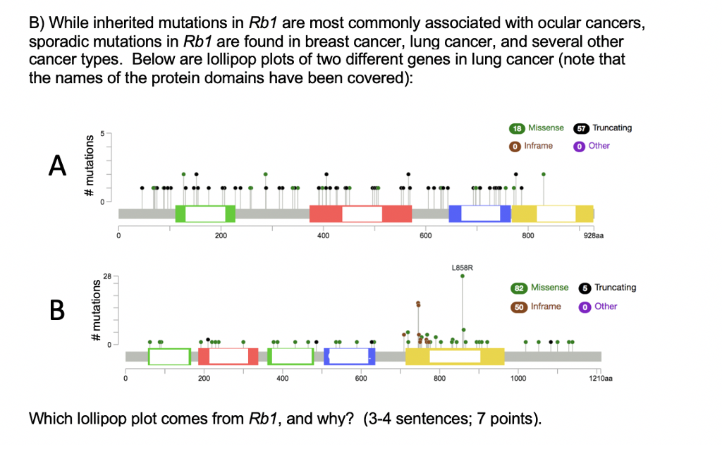 Solved B) While inherited mutations in Rb1 are most commonly | Chegg.com