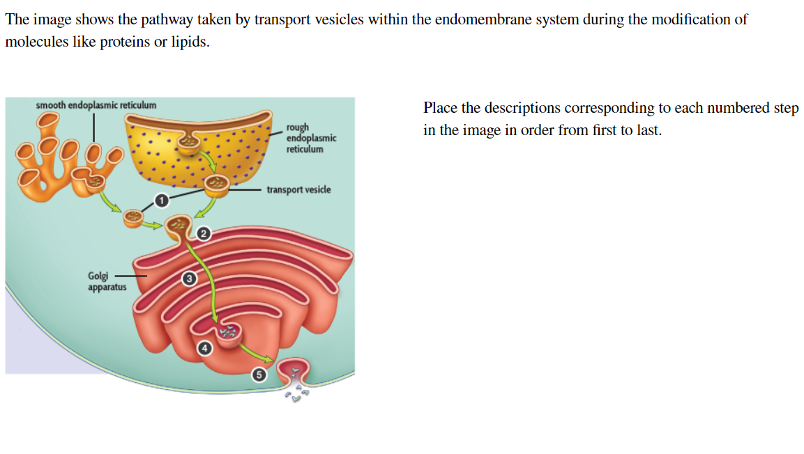 Solved The image shows the pathway taken by transport | Chegg.com