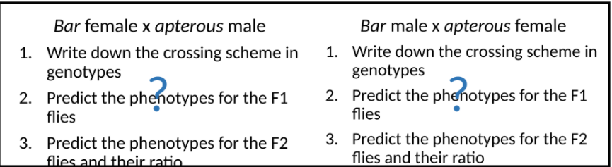 Solved Bar female x apterous male 1. Write down the crossing | Chegg.com
