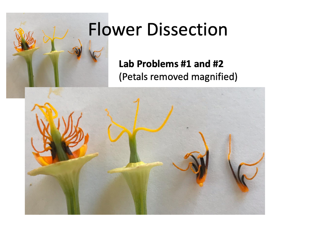 Solved Plant Anatomy lab Goal of the lab: Become familiar | Chegg.com