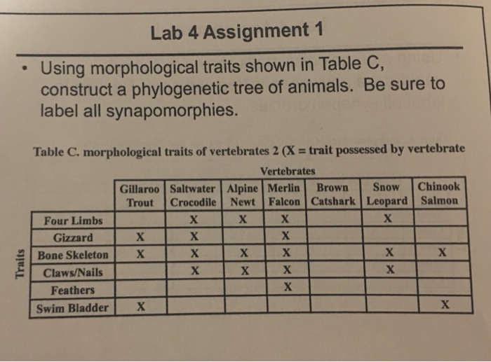 Solved Lab 4 Assignment 1 Using morphological traits shown | Chegg.com