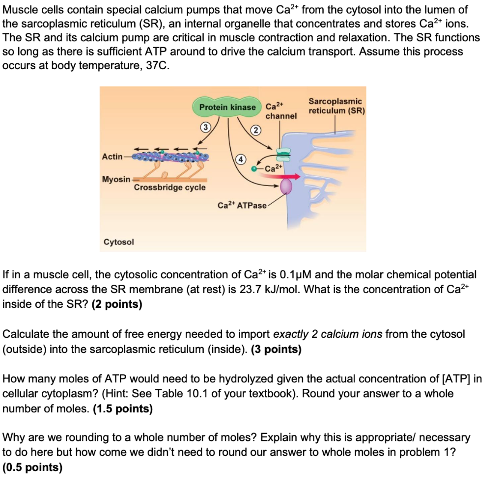 Solved Muscle cells contain special calcium pumps that move | Chegg.com