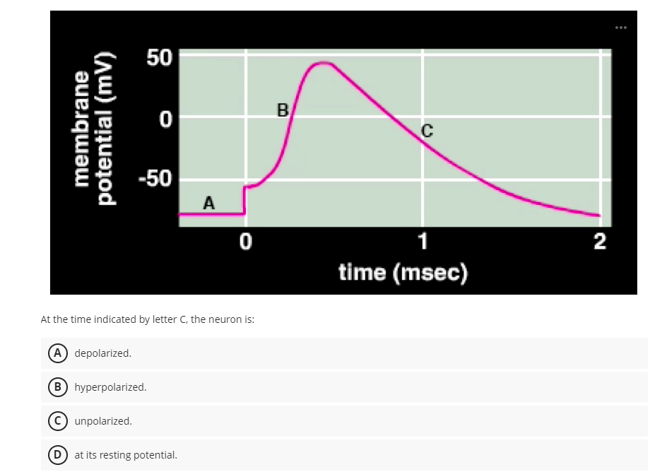 Solved At the time indicated by letter C, ﻿the neuron | Chegg.com