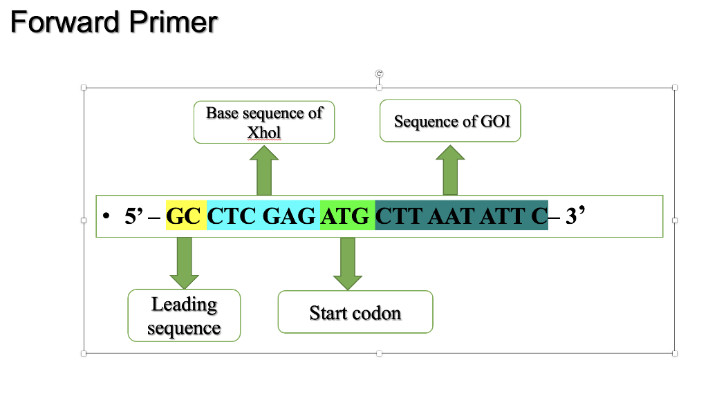 Solved For this specifc DNA sequence (BipD) design a forward | Chegg.com