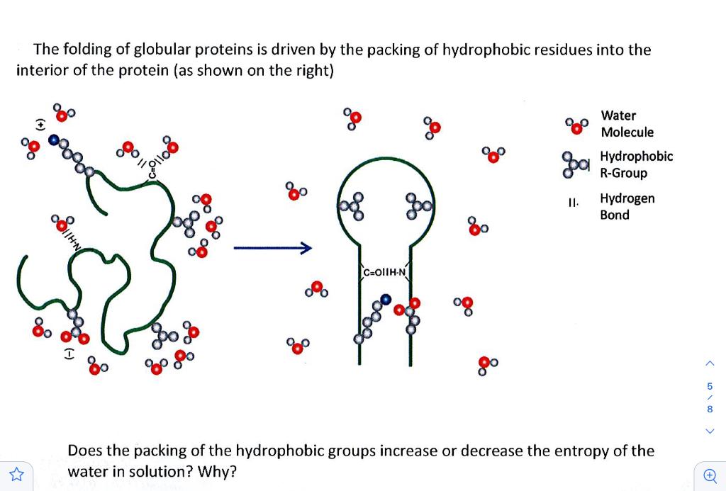 Solved The folding of globular proteins is driven by the | Chegg.com