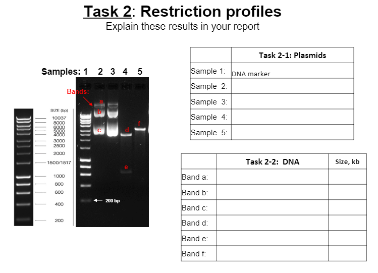 Solved DNA marker: Hyper Ladder | BAND SIZE (bp) ng/BAND | Chegg.com