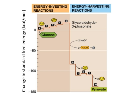 Solved 1.Imagine you are trying to explain the process of | Chegg.com