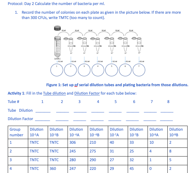 rotocol: Day 2 Calculate the number of bacteria per | Chegg.com
