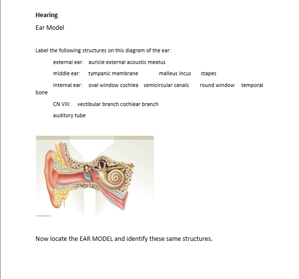 Solved Hearing Ear Model Label the following structures on | Chegg.com