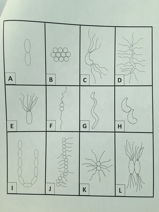 Bacteria Dichotomous Key Worksheet - Printable Sheet Education