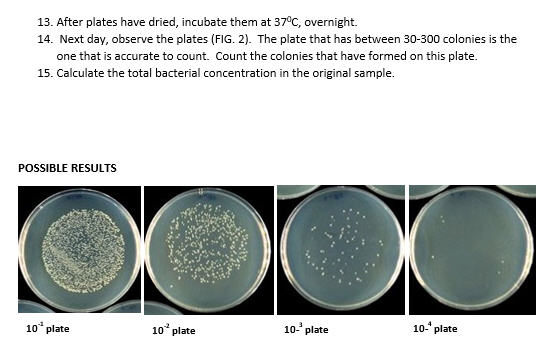 Solved Standard Plate Count Assessment The first three | Chegg.com