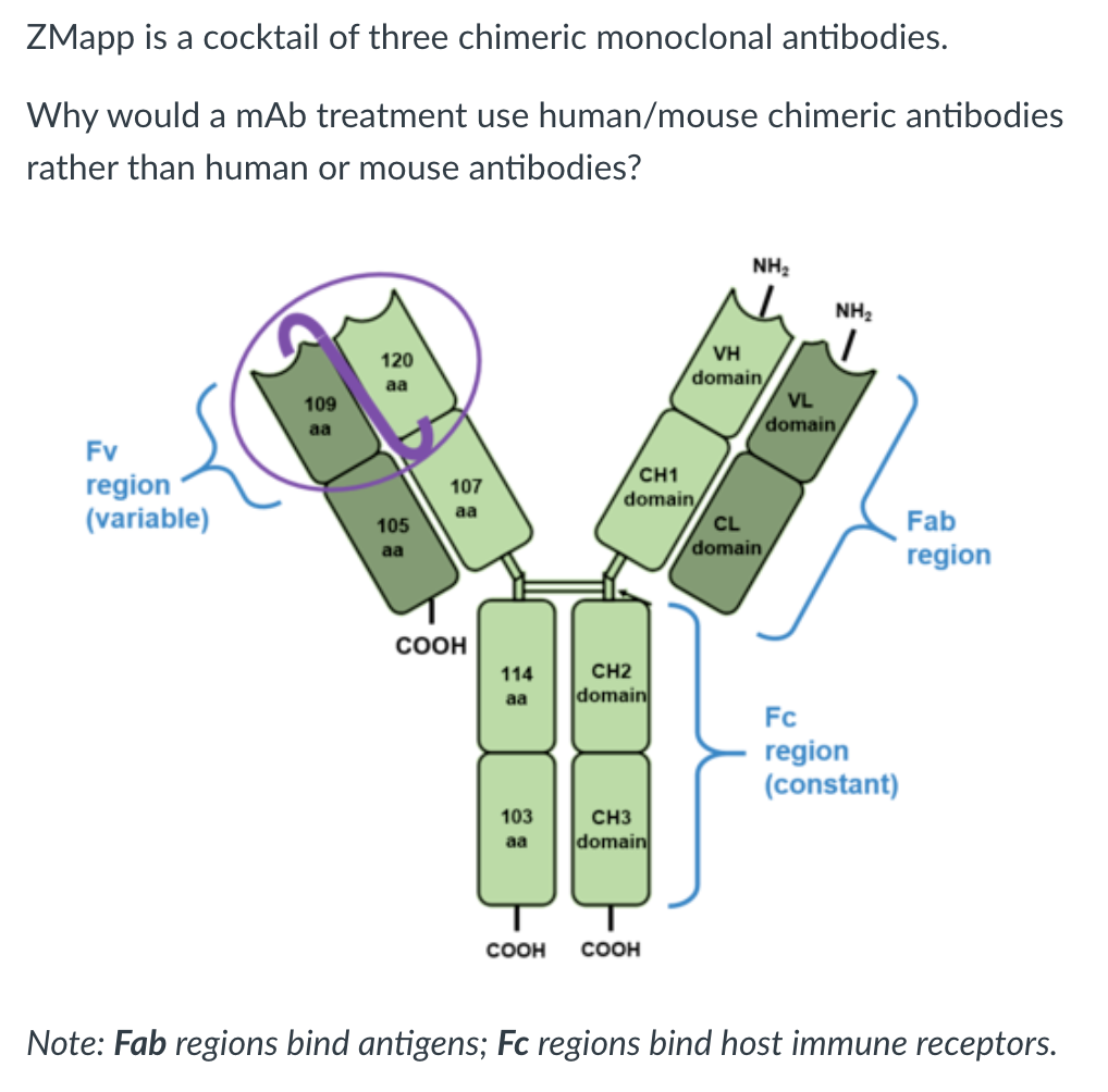 Solved ZMapp is a cocktail of three chimeric monoclonal | Chegg.com