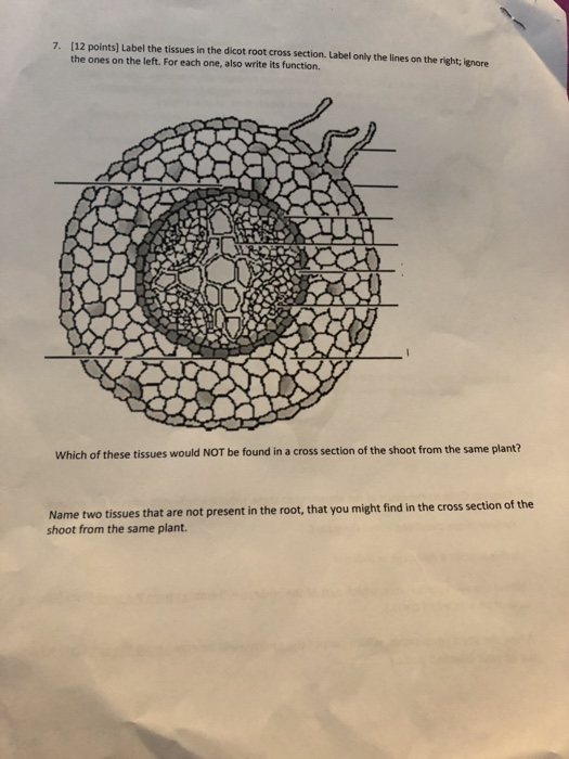 Solved [12 points] Label the tissues in the dicot root cross | Chegg.com
