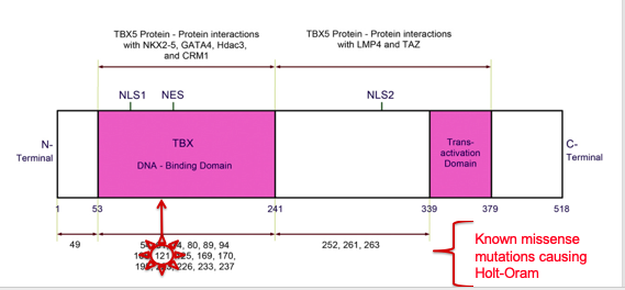 In examining the location of the mutation in Tbx5 how | Chegg.com