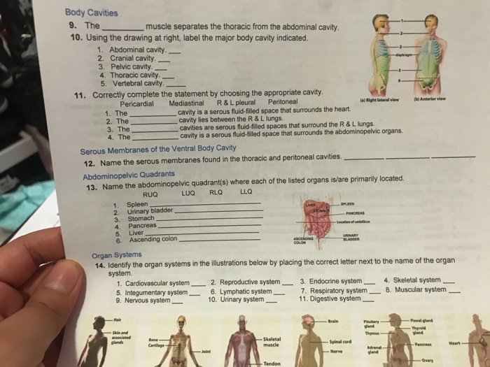 Solved Body Cavities 9. The 10. Using the drawing at right, | Chegg.com