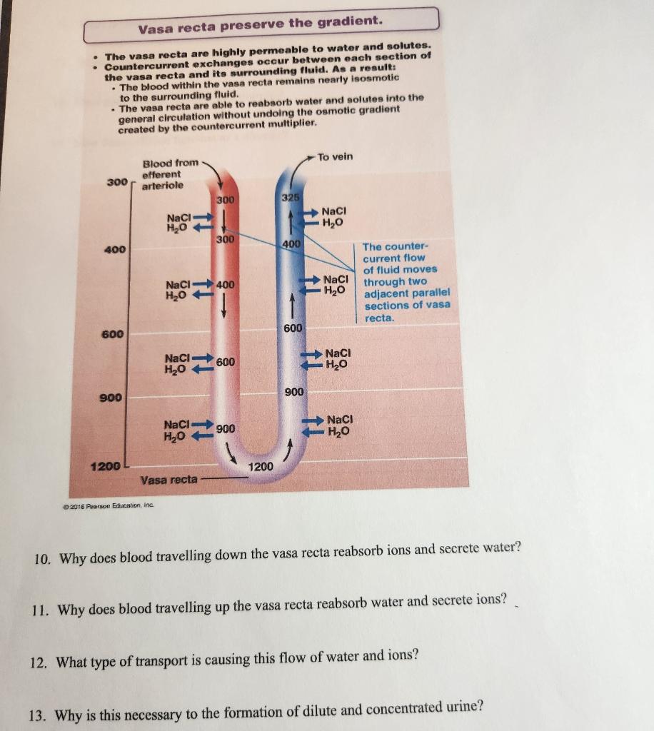 Function Of Vasa Recta
