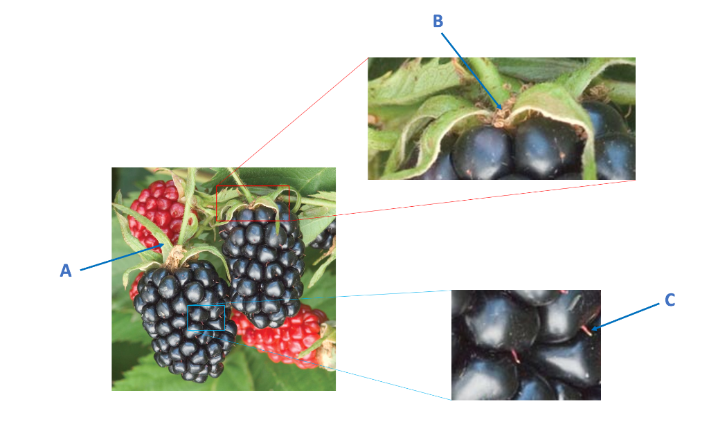 Solved The labeled structures visible on these blackberry | Chegg.com